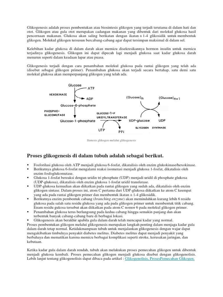 Glikogenesis Adalah Proses Pembentukan Atau Biosintesis Glikogen Yang ...