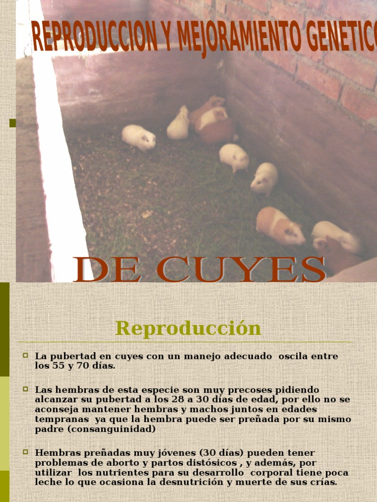 Reproduccion y Mejoramiento Genetico Del Cuy | PDF | Alimentos ...