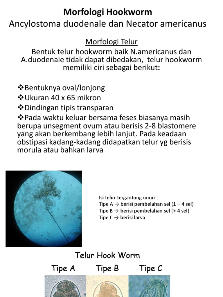 Morfologi Hookworm | PDF