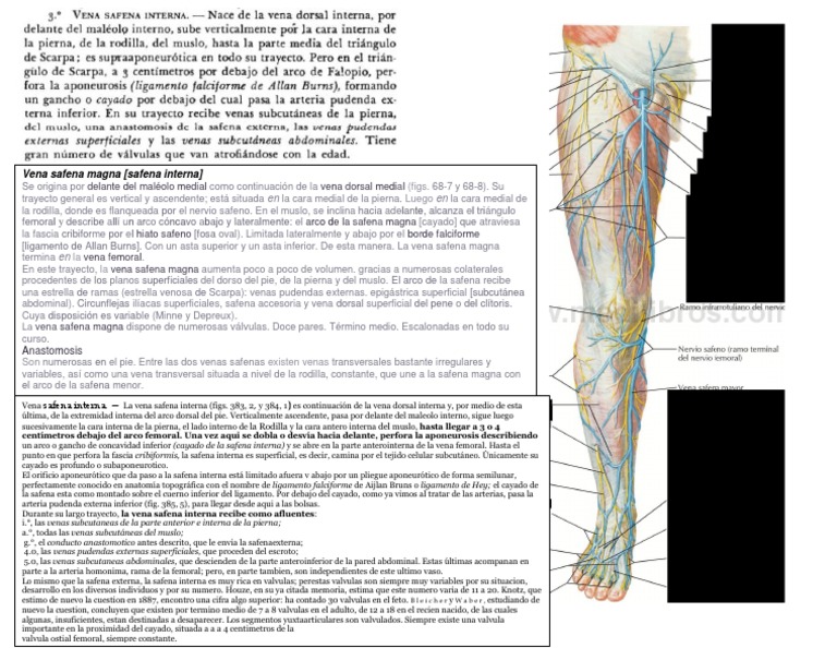 vena safena interna | Sistema cardiovascular | Angiología