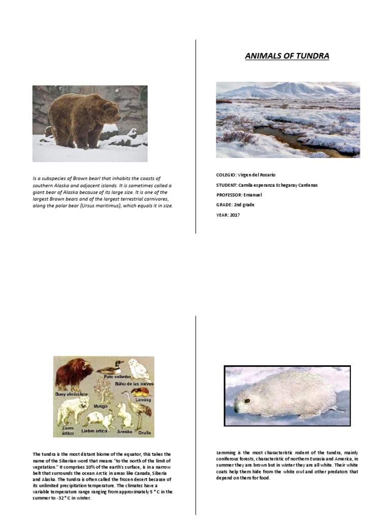 Animals of Tundra | PDF | Polar Bear | Bears