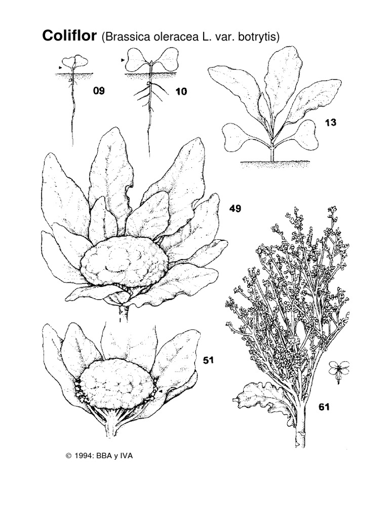Coli Flor | PDF