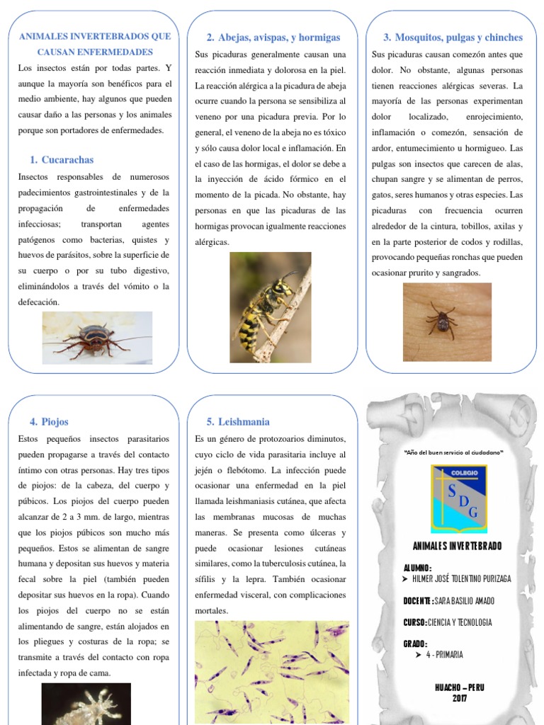TRIPTICO - ANIMALES INVERTEBRADOS QUE CAUSAN ENFERMEDADES.docx | Insectos | Alergia