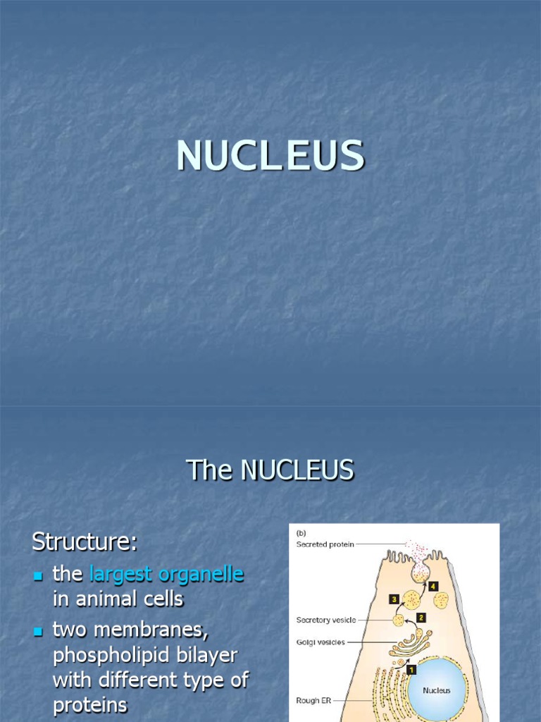2 Nucleus | PDF | Cell Nucleus | Chromatin