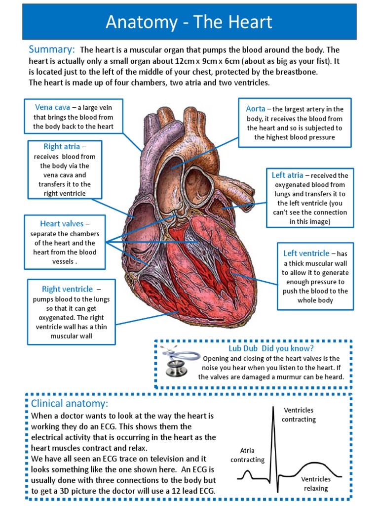 Module 1 - Heart Anatomy | PDF | Ventricle (Heart) | Heart