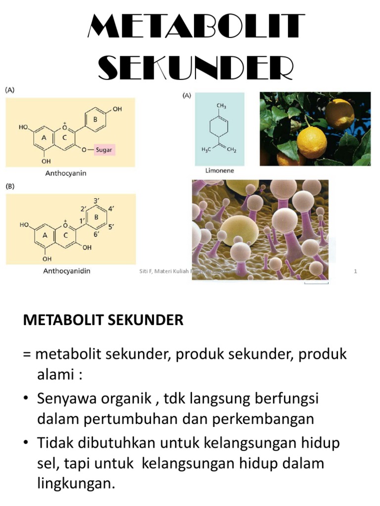 Metabolit Sekunder 2017 | PDF