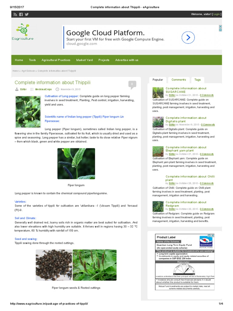 Complete Information About Thippili - EAgriculture | PDF | Black Pepper ...
