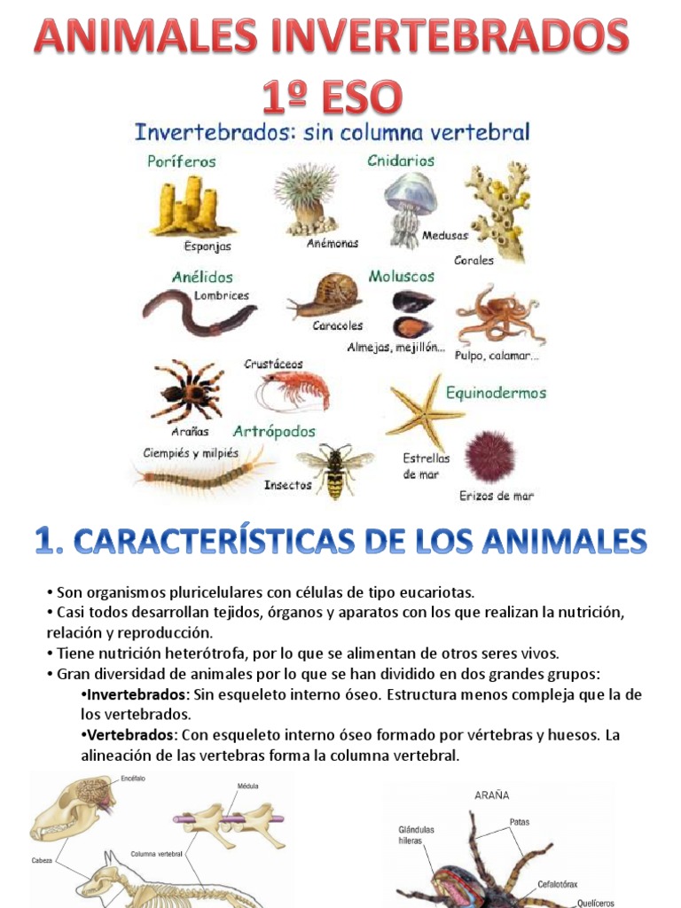 Diversidad y Clasificación de Invertebrados | PDF | Esponja | Zoología