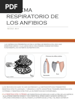Anatomía del Camarón: Partes y Funciones | PDF | Abdomen | Testículo