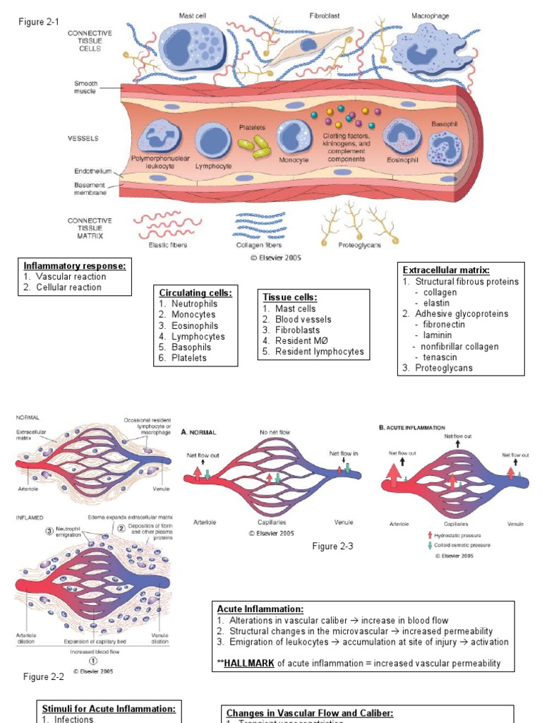 Robbins Chapter 2 Diagrams | PDF | Inflammation | Macrophage