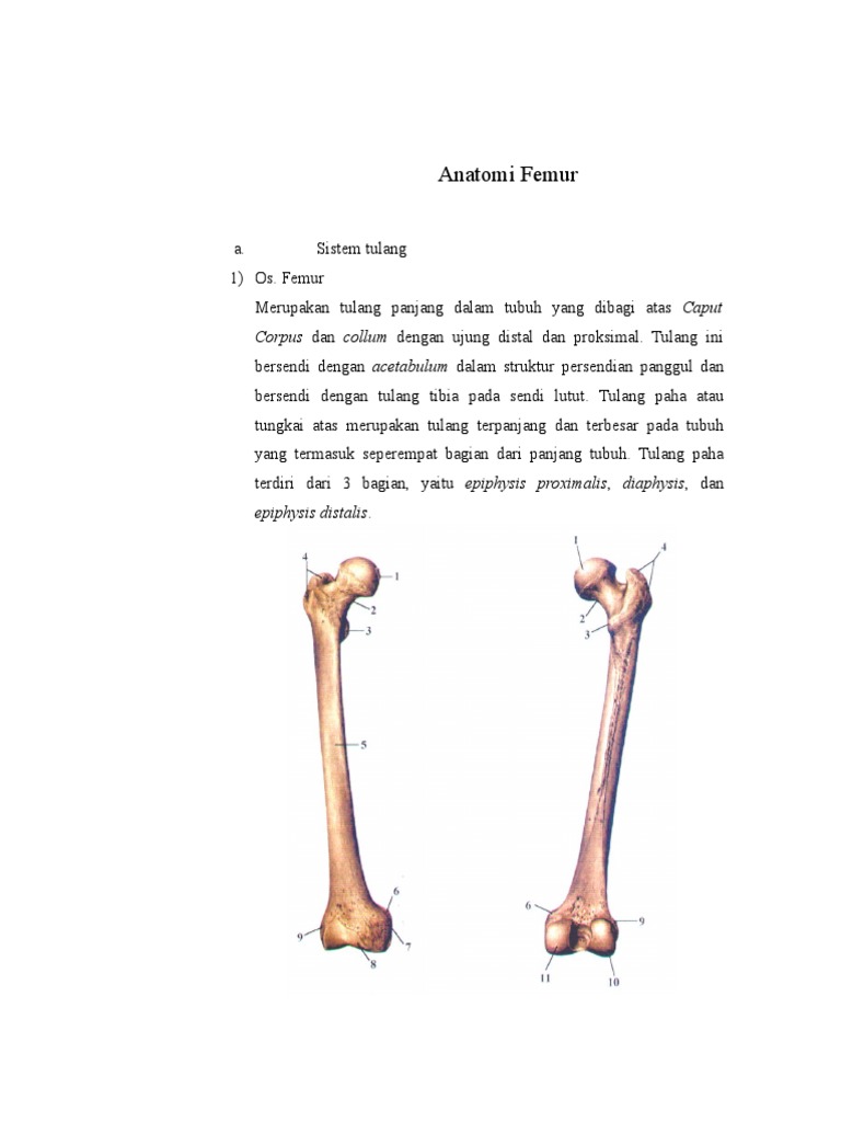 Anatomi Femur | PDF