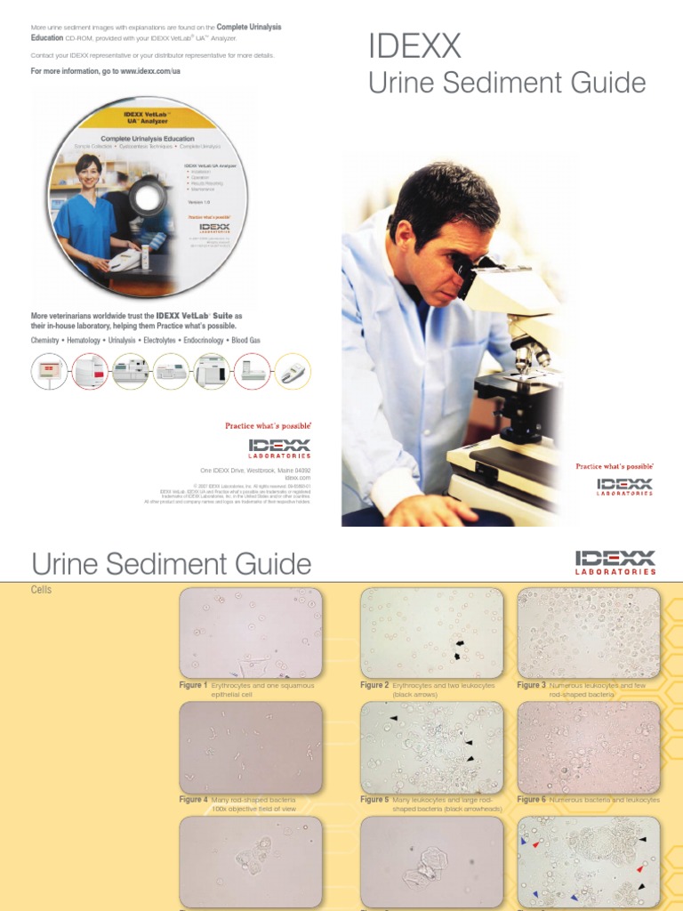 Urine Sediment Guide PDF | PDF | Urine | Creatinine