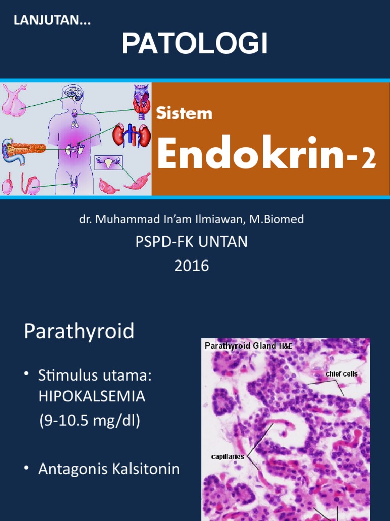 K. Patologi Anatomi Endokrin 2 | Adrenal Gland | Organ (Anatomy)