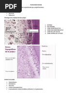 Línea Alba Oclusal | PDF | Enfermedades y trastornos | Boca