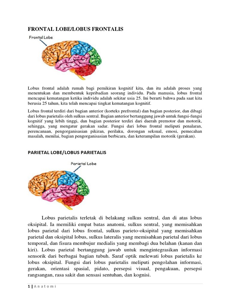 Fungsi Lobus Di Otak | PDF