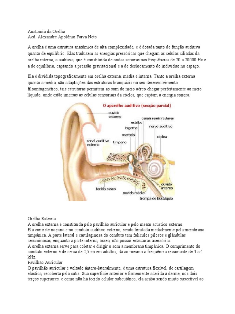 Alexandre-Anatomia Da Orelha