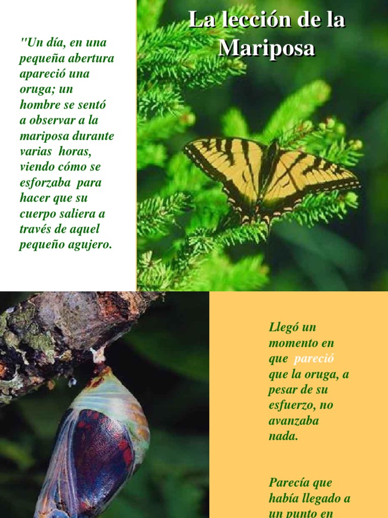 Leccion Mariposa | PDF
