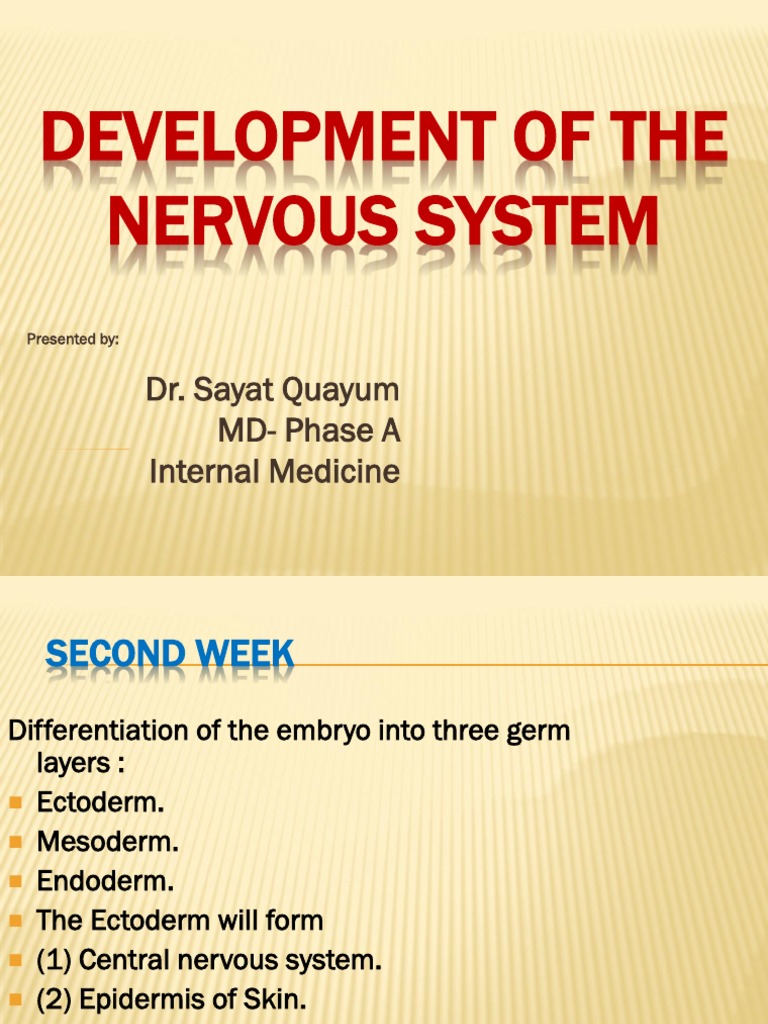 CNS Development Overview | PDF | Cerebrum | Nervous System