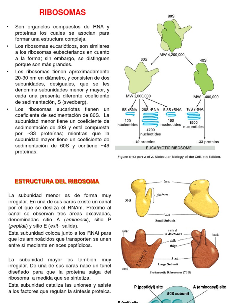Ribosomas