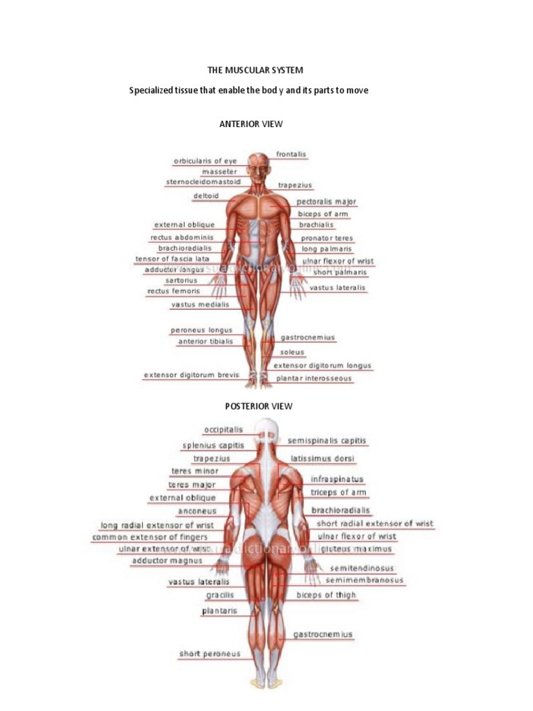 Overview of the Human Muscular System | PDF