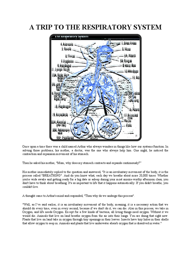 A Trip To The Respiratory System | PDF | Respiratory Tract | Lung