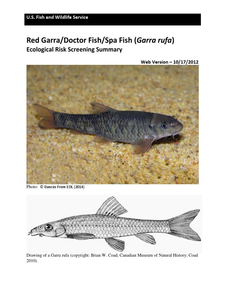 Garra-rufa-WEB-10-17-2012 | Introduced Species | Anatomical Terms Of ...