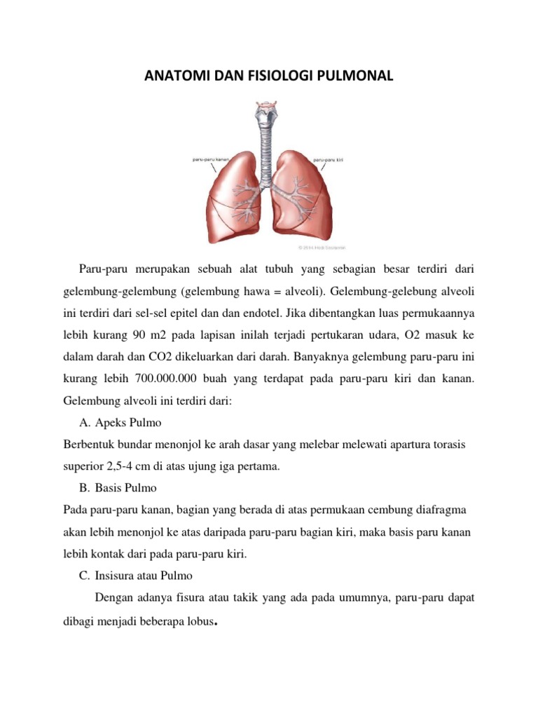 Anatomi Dan Fisiologi Pulmonal | PDF