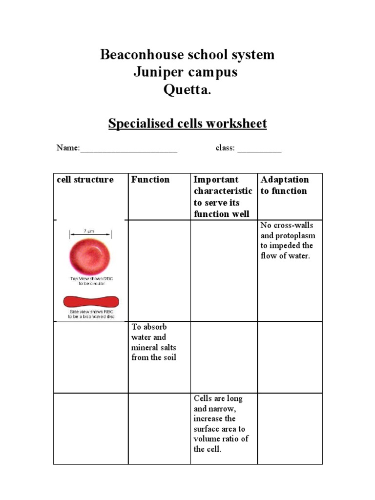 Specialized Cells Worksheet | PDF