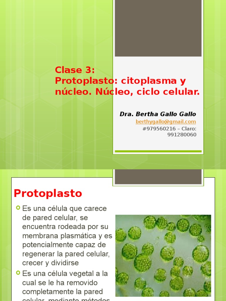 Clase 3 Protoplasto Citoplasma Nucleo 1 | PDF | Citosol | Citoplasma