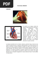 Comparación Anatómica Del Corazón Humano Con El Corazón de Animales