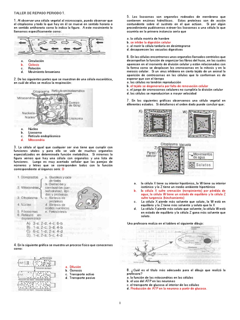 Taller de Repaso sobre Células y Organelos | PDF | Retículo ...