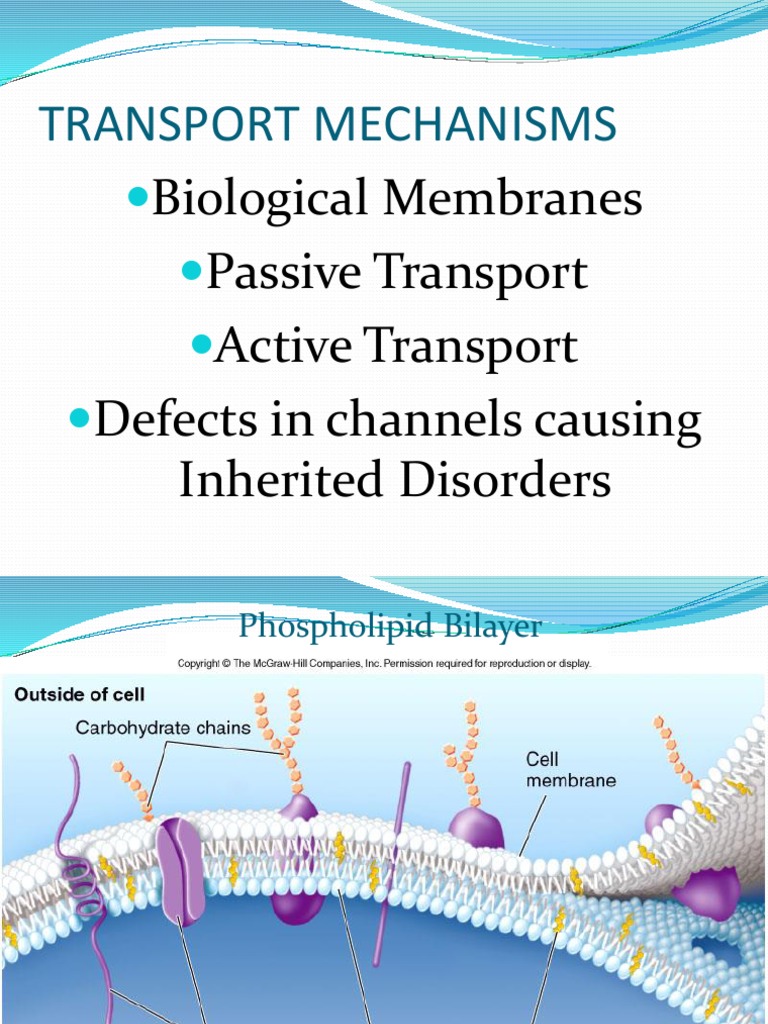 Transport Across Membranes Final | PDF | Cell Membrane | Osmosis