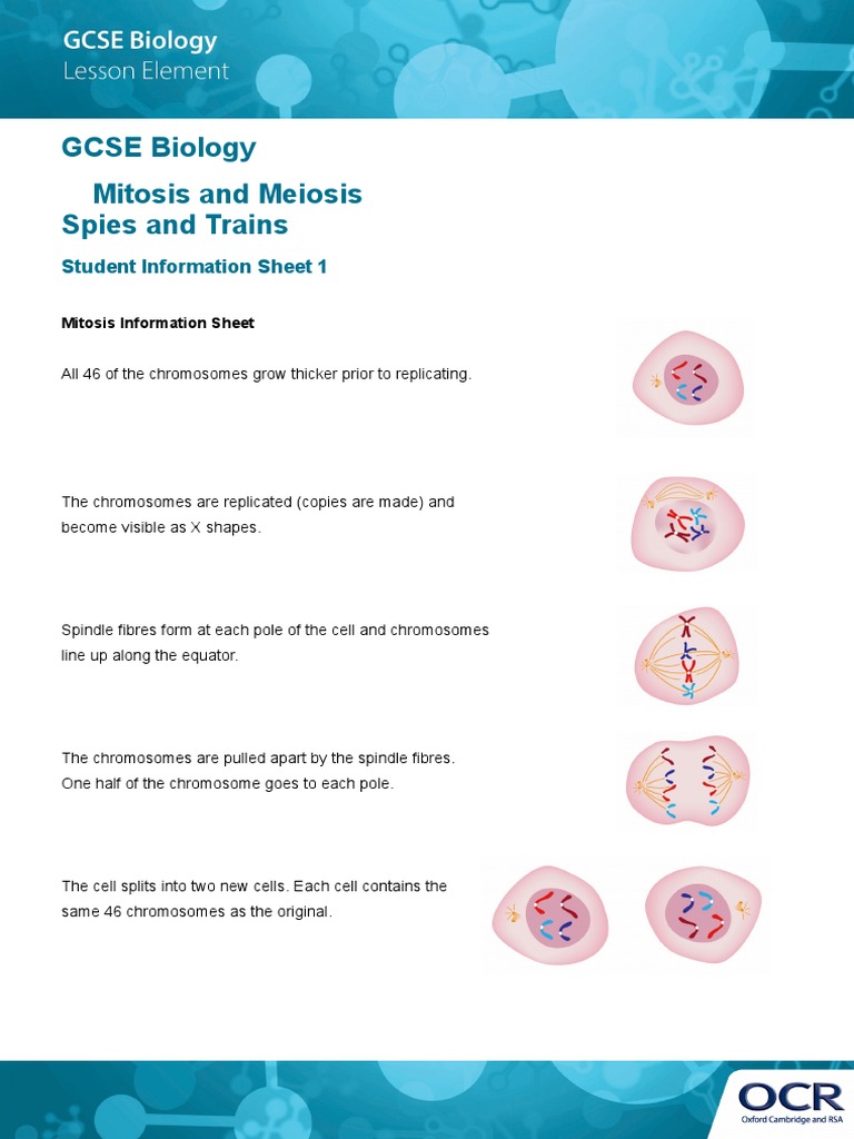Mitosis and Meiosis Activity | PDF | Mitosis | Meiosis