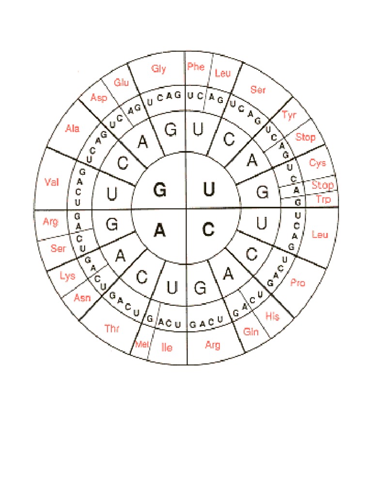 Círculo Del Código Genético | PDF