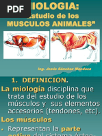 Anatomia de La Rata Externa e Interna Tacher | PDF | Riñón | Abdomen