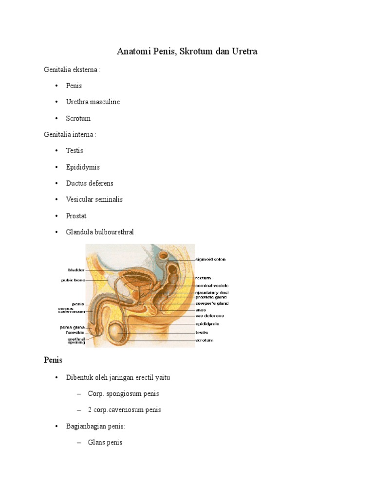 ANATOMY OF MALE GENITAL ORGANS | PDF