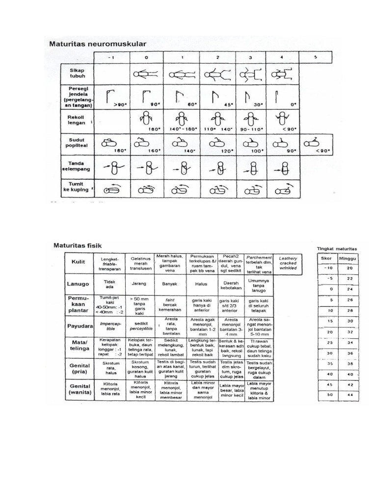 New Ballard Score | PDF