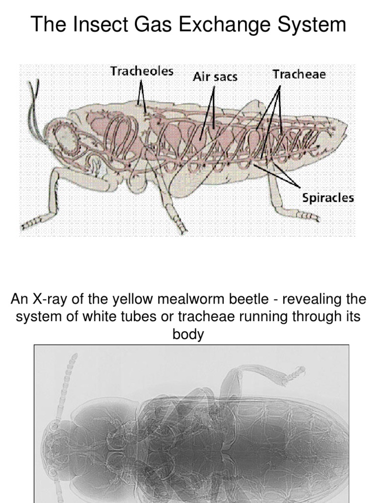 The Insect Gas Exchange System | PDF | Respiratory System | Insects