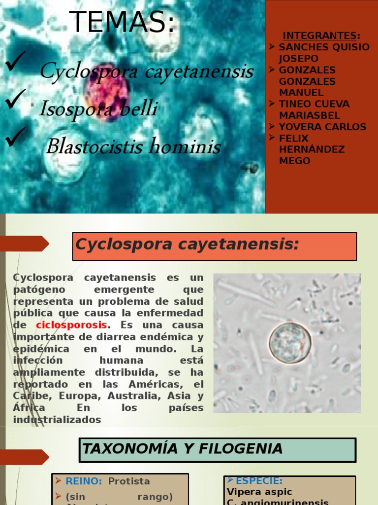 Ciclospora Cayetanesis | PDF | Biología | Bienestar