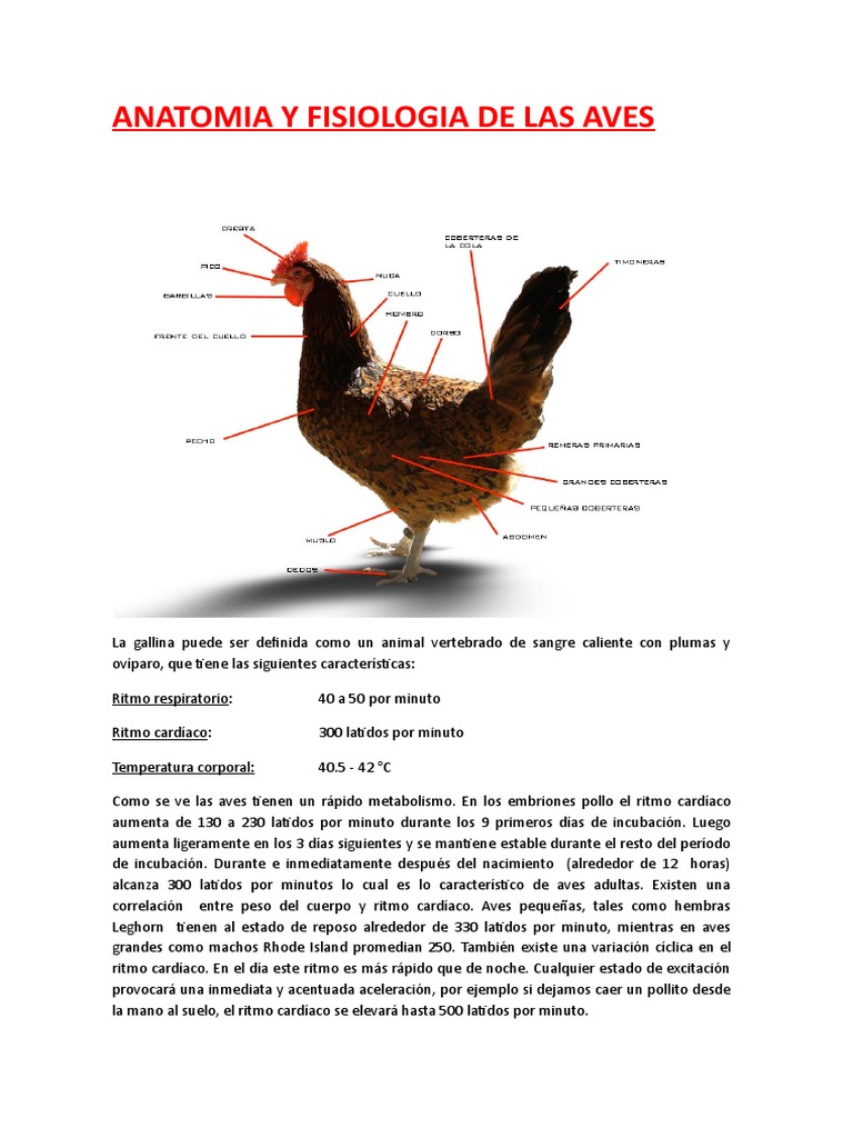 Anatomia y Fisiologia de Las Aves | Sangre | Pulmón