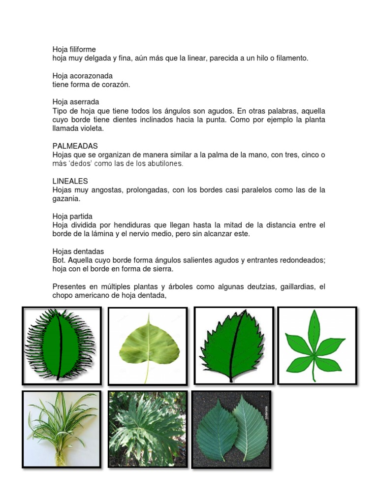 Hoja Filiforme