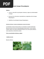 Apoplasto y Simplasto | PDF | Raíz | Biología Celular)