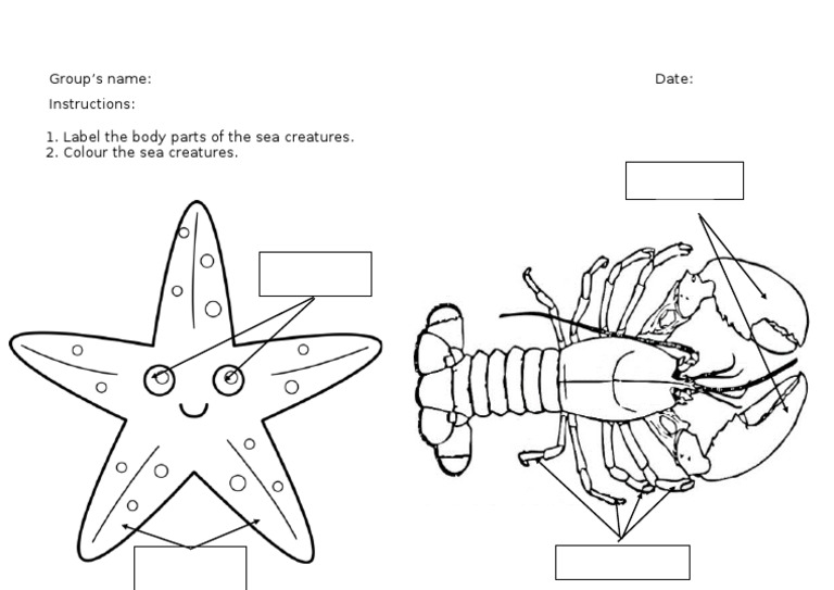 Group's Name: Date: Instructions: 1. Label The Body Parts of The Sea ...