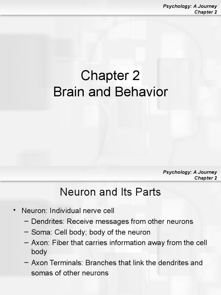 AP Psychology Chapter 2 | PDF | Neuron | Axon