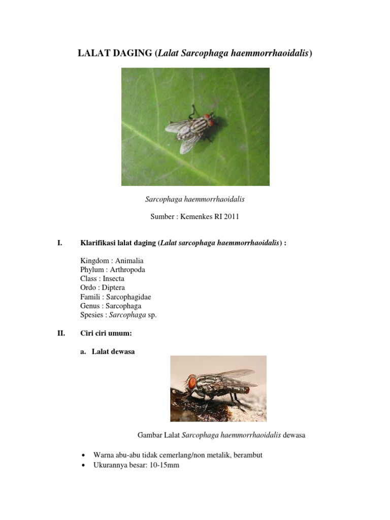 TUGAS LALAT DAGING (Sarcophaga) | PDF