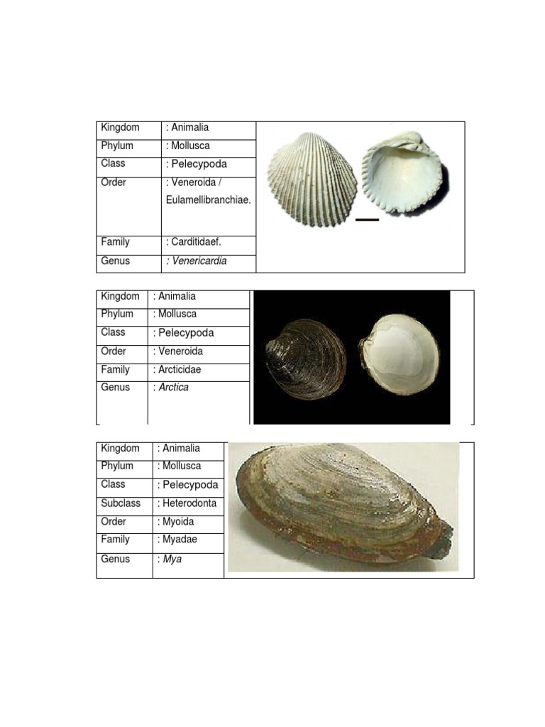 Pelecypoda | PDF | Organisms | Molluscs