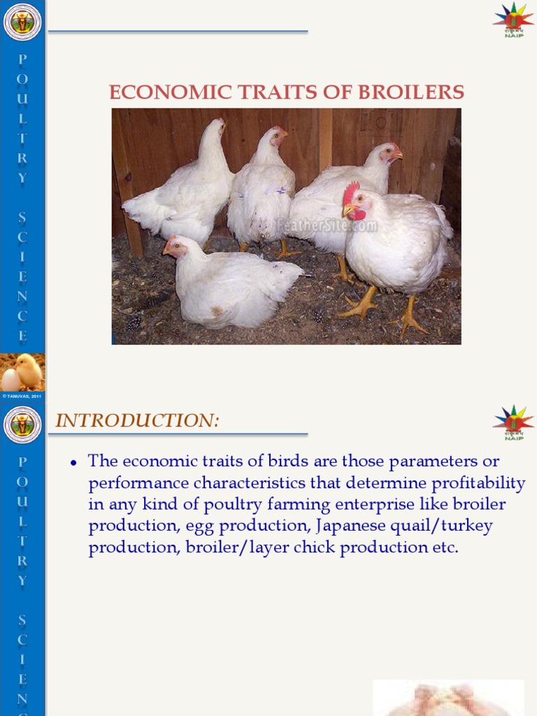 Economic Traits of Broilers54 | PDF | Broiler | Poultry Farming