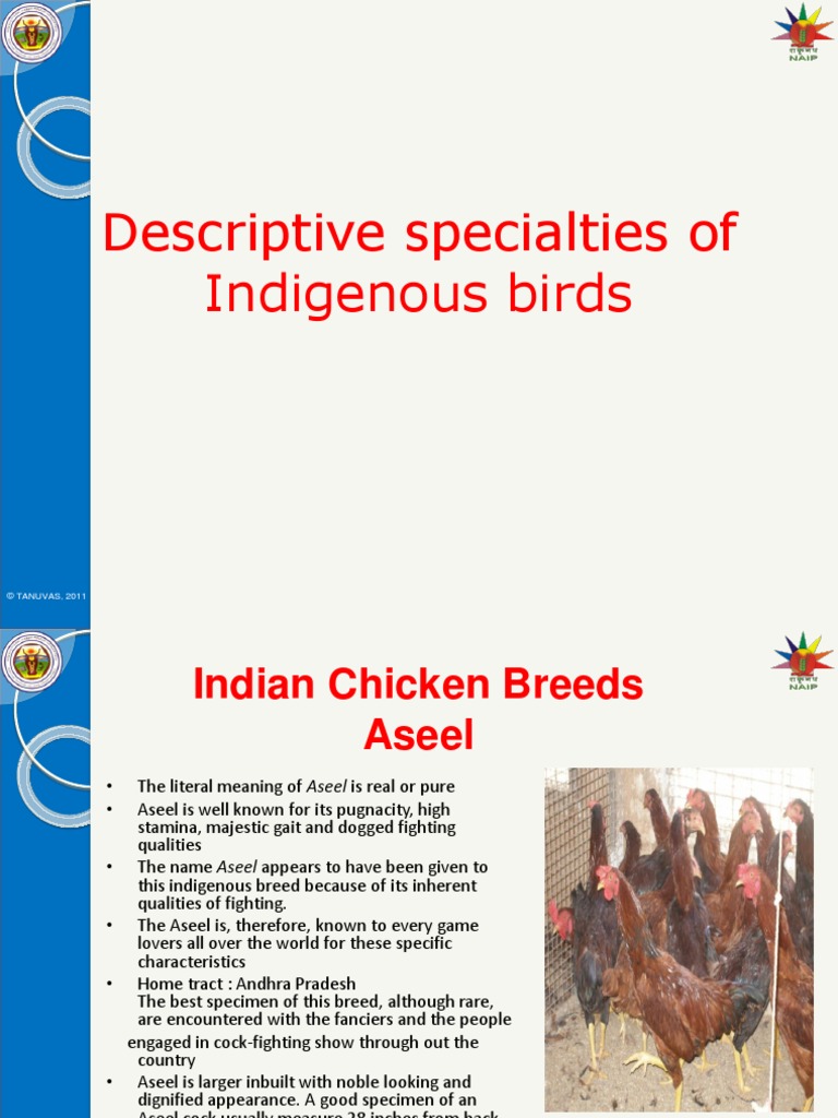 Descriptive Profiles of Four Indigenous Chicken Breeds of India: Aseel, Kadaknath, Naked Neck ...