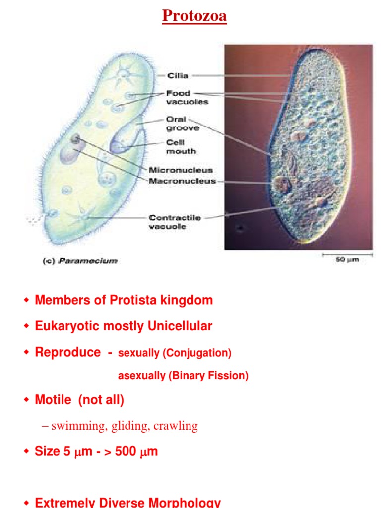 Protozoa Unit Four F.Y | PDF | Protozoa | Microbiology