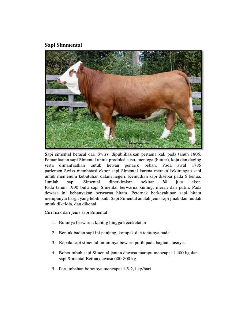 Sapi Simmental | PDF